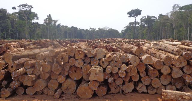 Concessão Florestal gera R$ 1,14 milhão para Rondônia - ROLNEWS